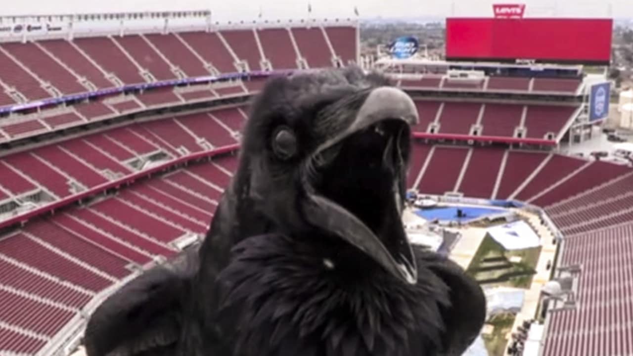 Crow Gets up Close, Personal with Levi's® Stadium Camera