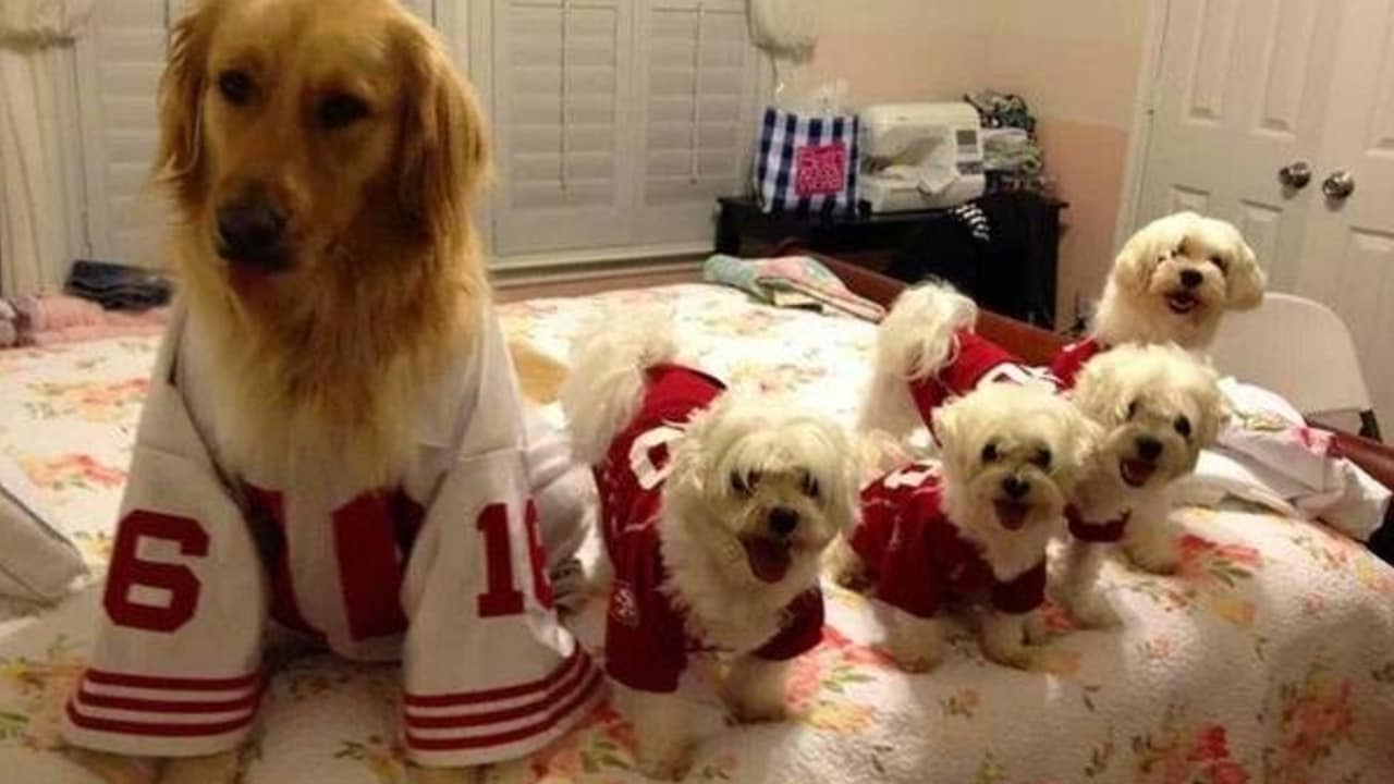 Dog Pictures from 49ers Fans