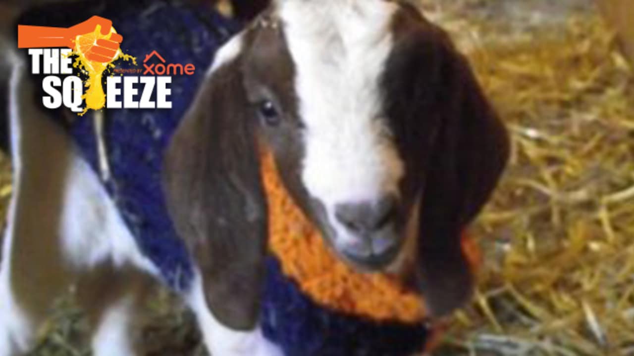 The Squeeze: Baby goats and Snoop Dogg