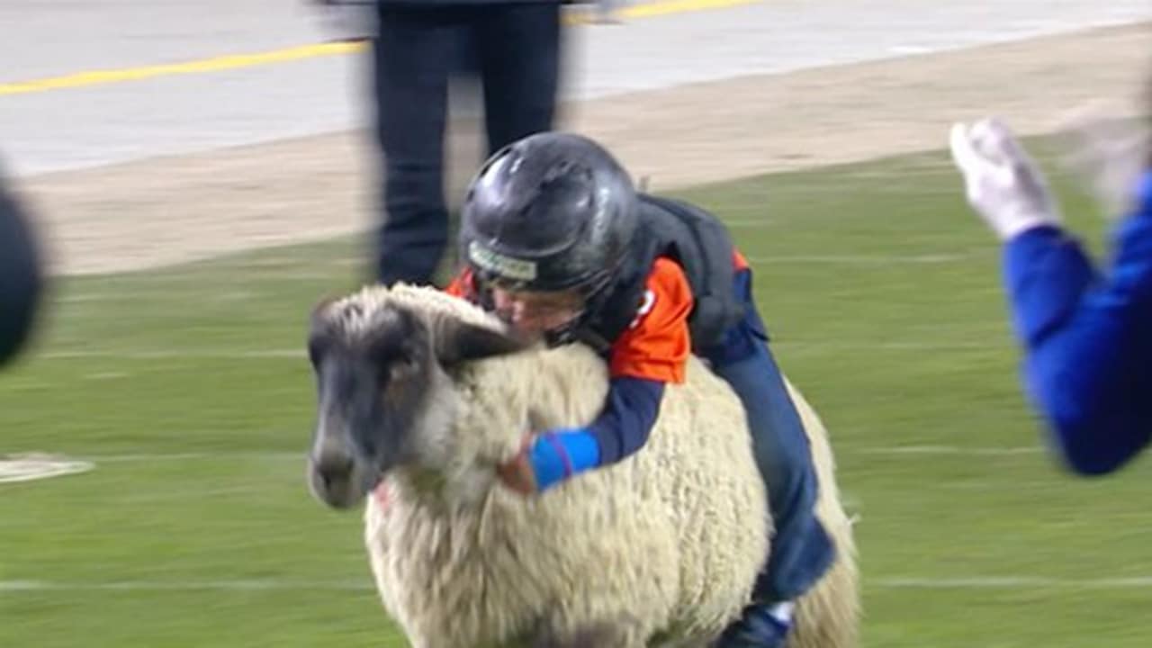 Halftime show: Mutton Bustin'