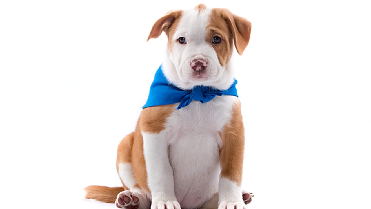 Colts First Annual Puppy Combine: Who Will Be The Top Dog?