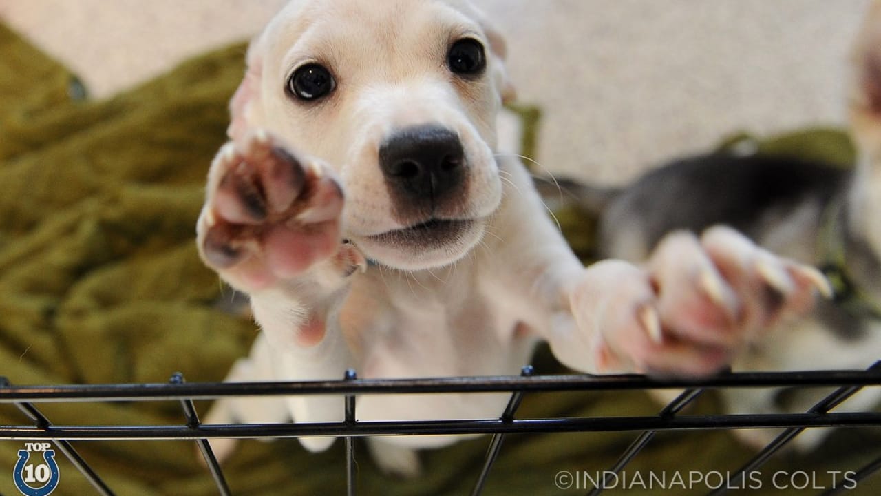 Tuesday's Top 10 - PUPS