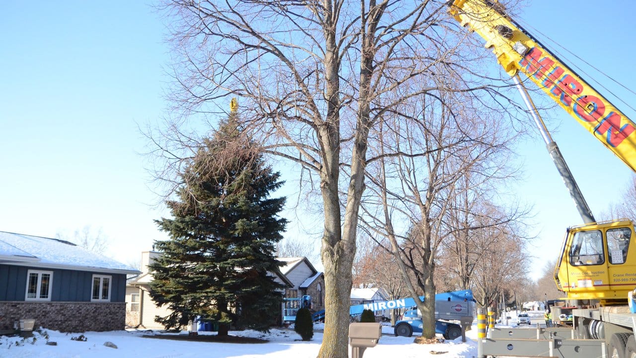 Packers harvest tree for Festival of Lights