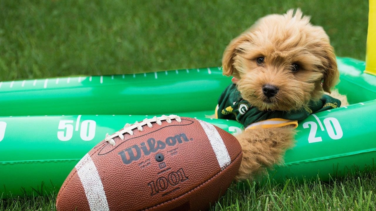 Packers pets
