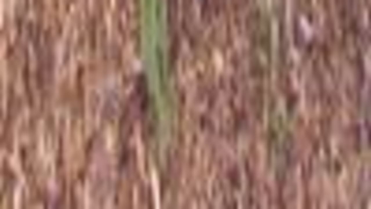 Governor Cellucci visits CMGI Field