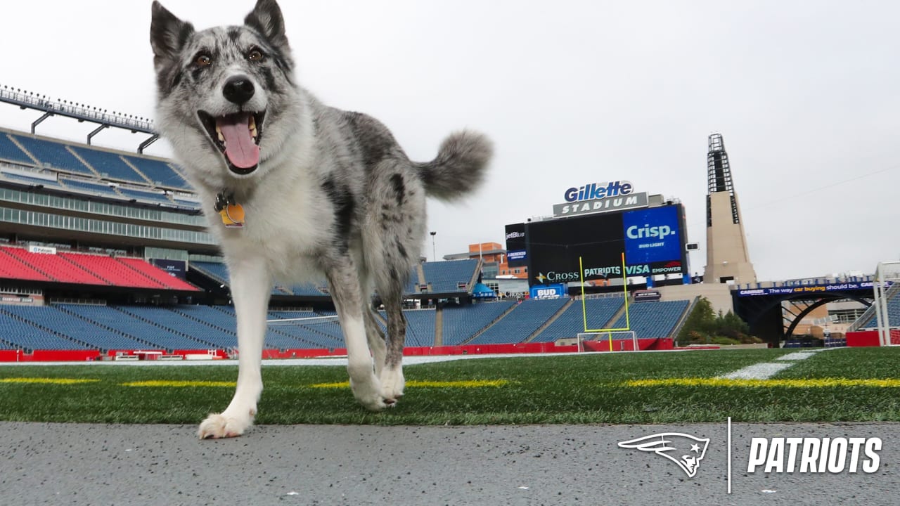Photos: Meet Boyd, the Patriots field crew border collie