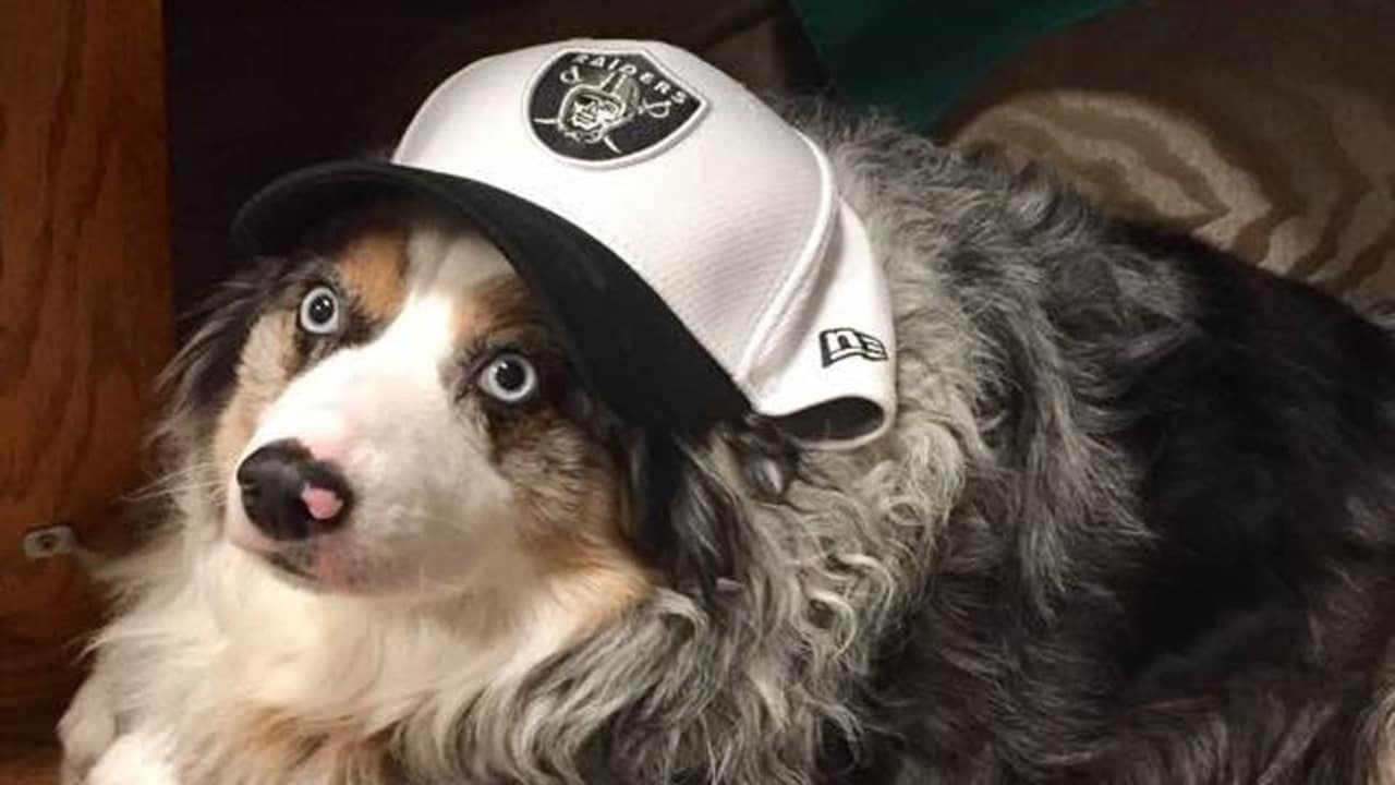 Raider Nation Pets For November