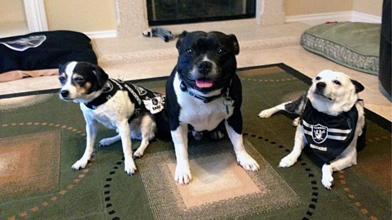Raider Nation - The Pet Delegation