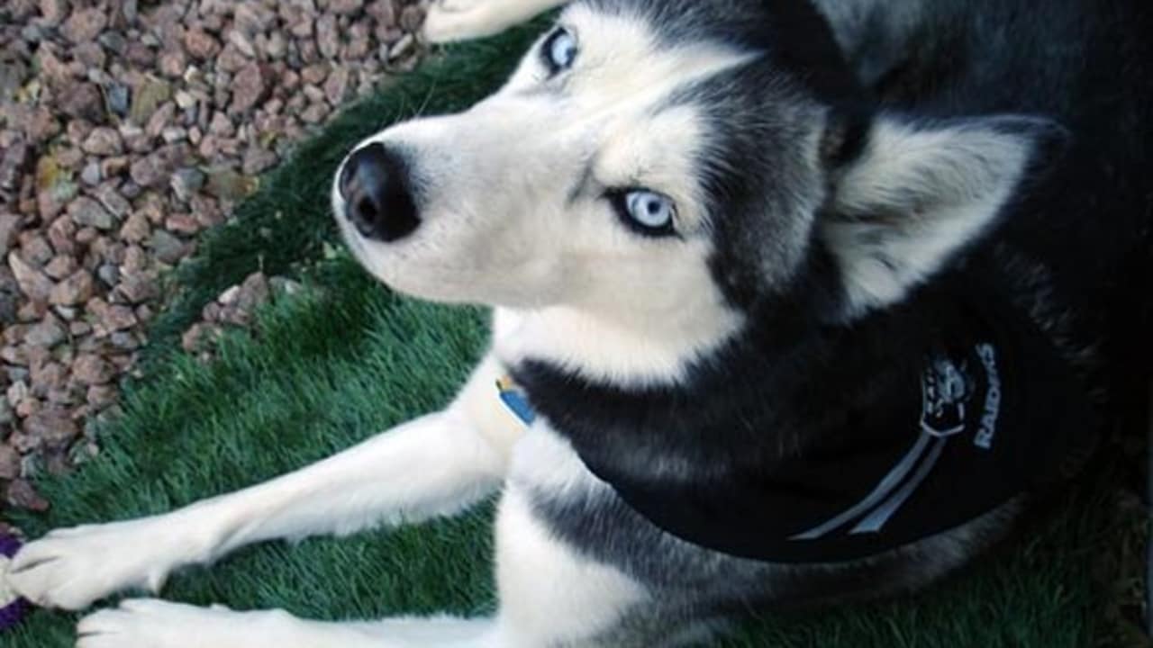 Raider Nation - The Pet Delegation