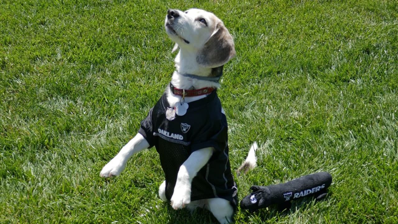 Raider Nation Pets for September