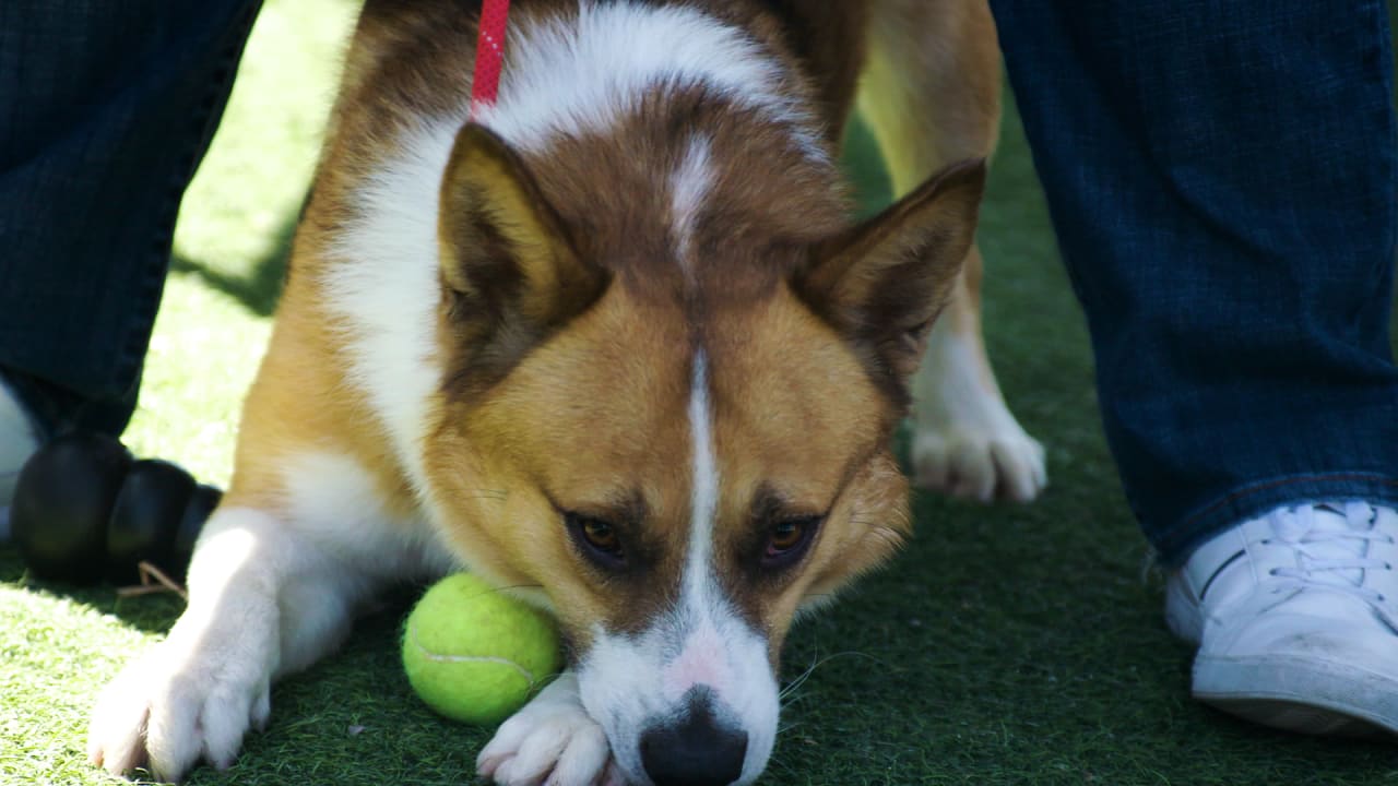 Rams partner with Shelter to Soldier to train local rescue dog