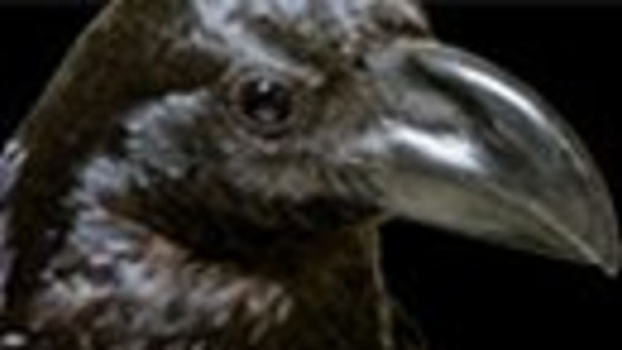 A Real Raven Visits Facility