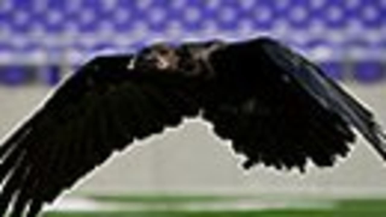 Live Ravens Preparing to Rise & Conquer