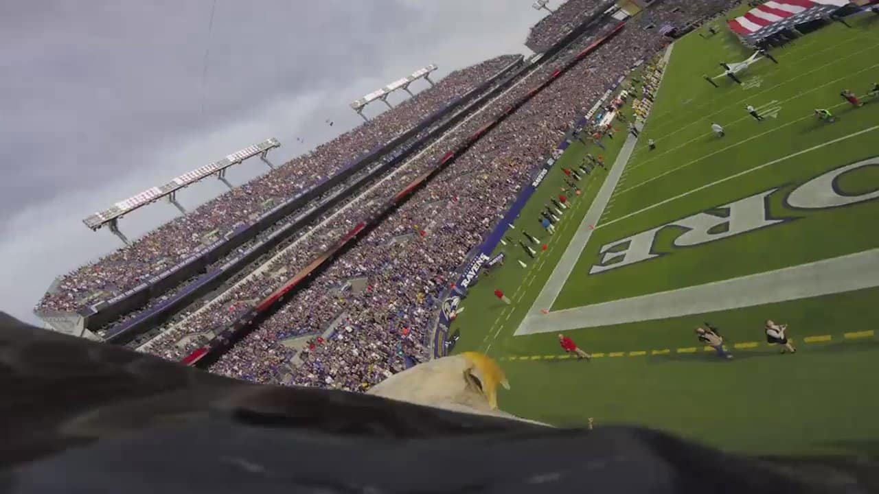 Go Pro: 'Challenger' The Eagle Flies Through M&T Bank Stadium During ...