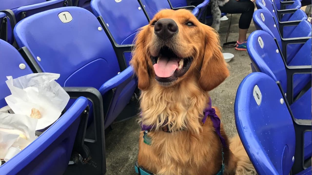 Football, Fido and Fun. Check Out Saturday's Stadium Practice