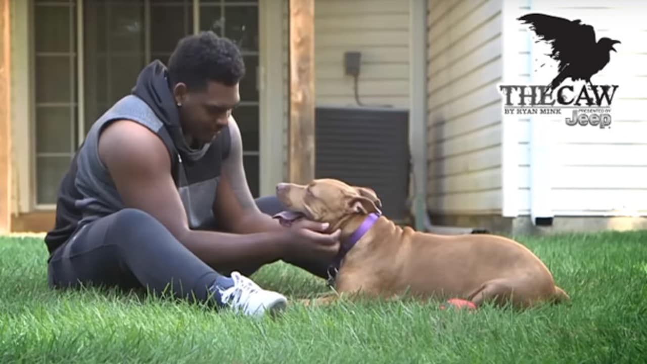 The Caw: New Video Of Ronnie Stanley's Adorable Adopted Dog