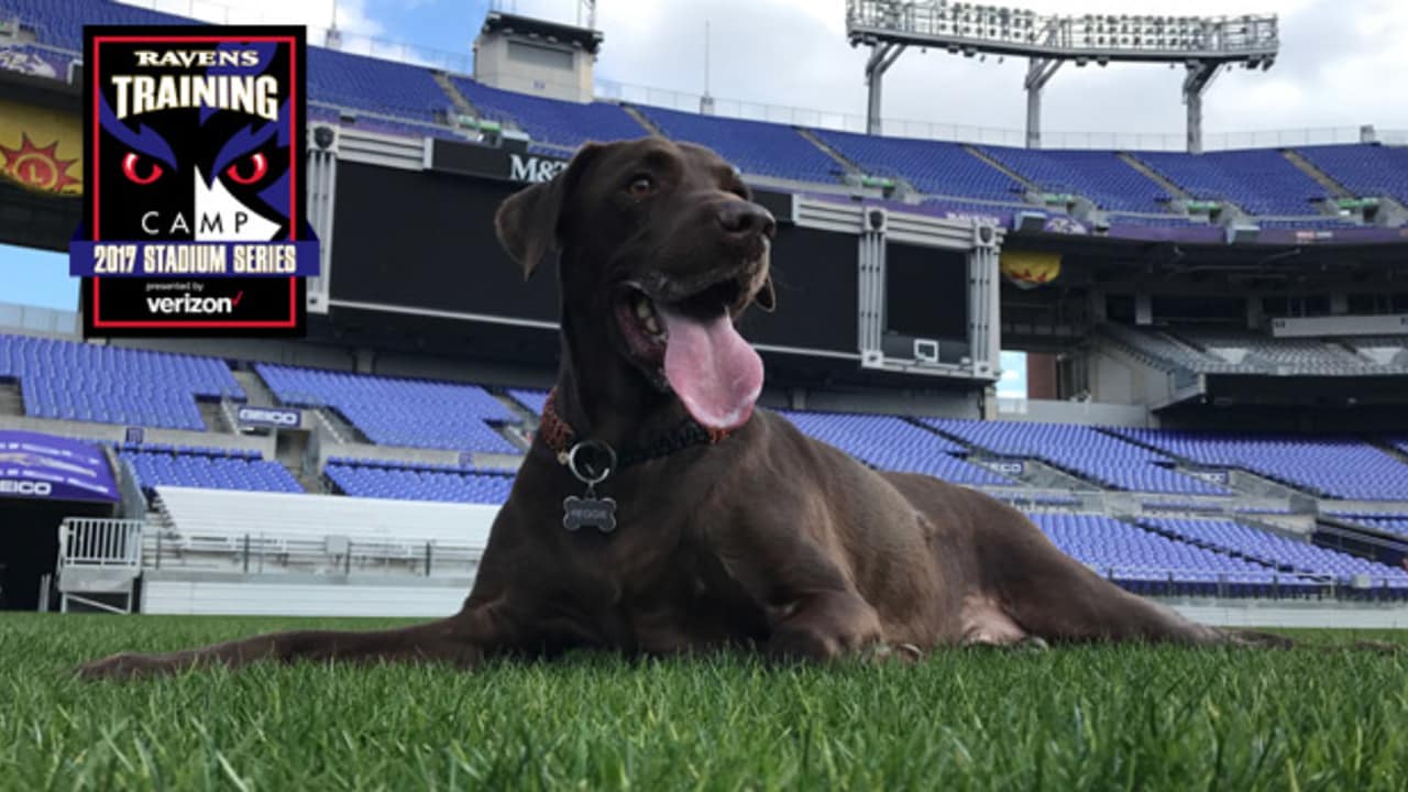 Fans Can Brings Dogs To Stadium Practice On Aug. 12