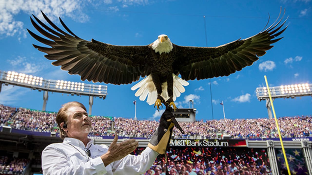 Bald Eagle Returning For Salute To Service Game