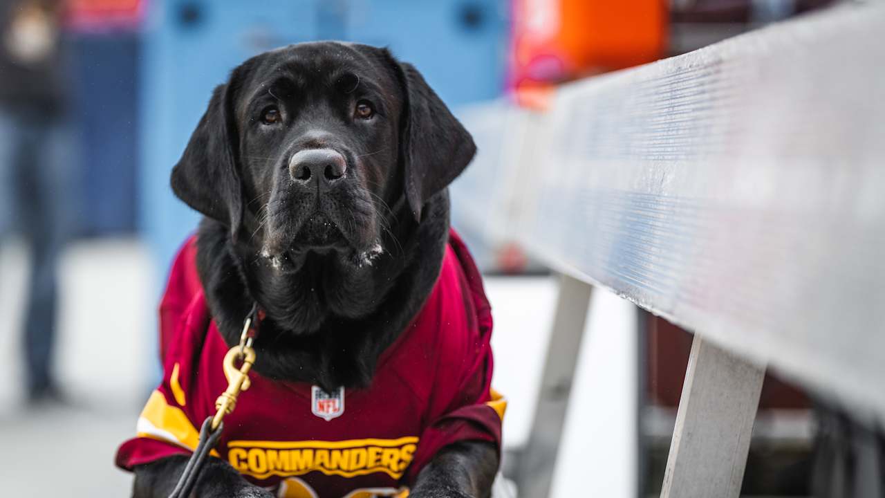 PHOTOS | Team dog Mando has un-fur-gettable season with Commanders