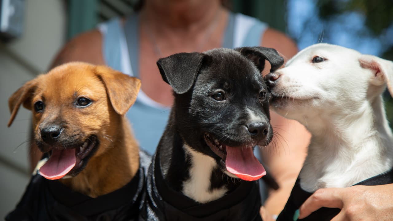 Photos: Take Paws adoptions gifted Saints bandanas | 504 Day 2023