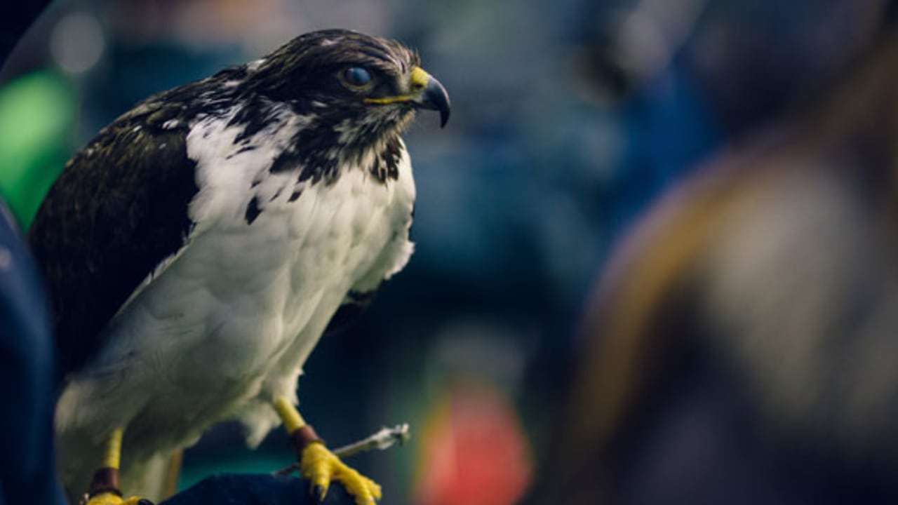 The A-Z On How The Seahawks Got Their Name