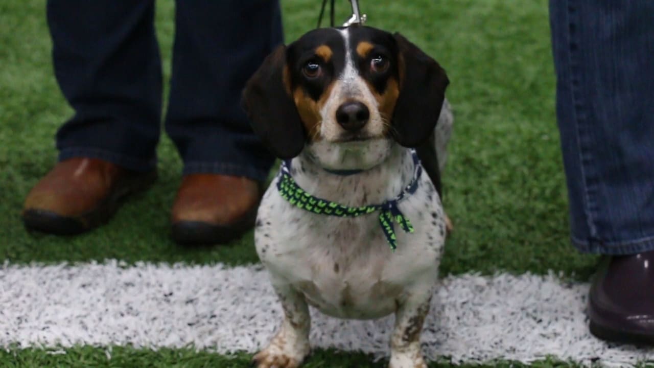 Race for Rescue: Wiener Dog Cowboy