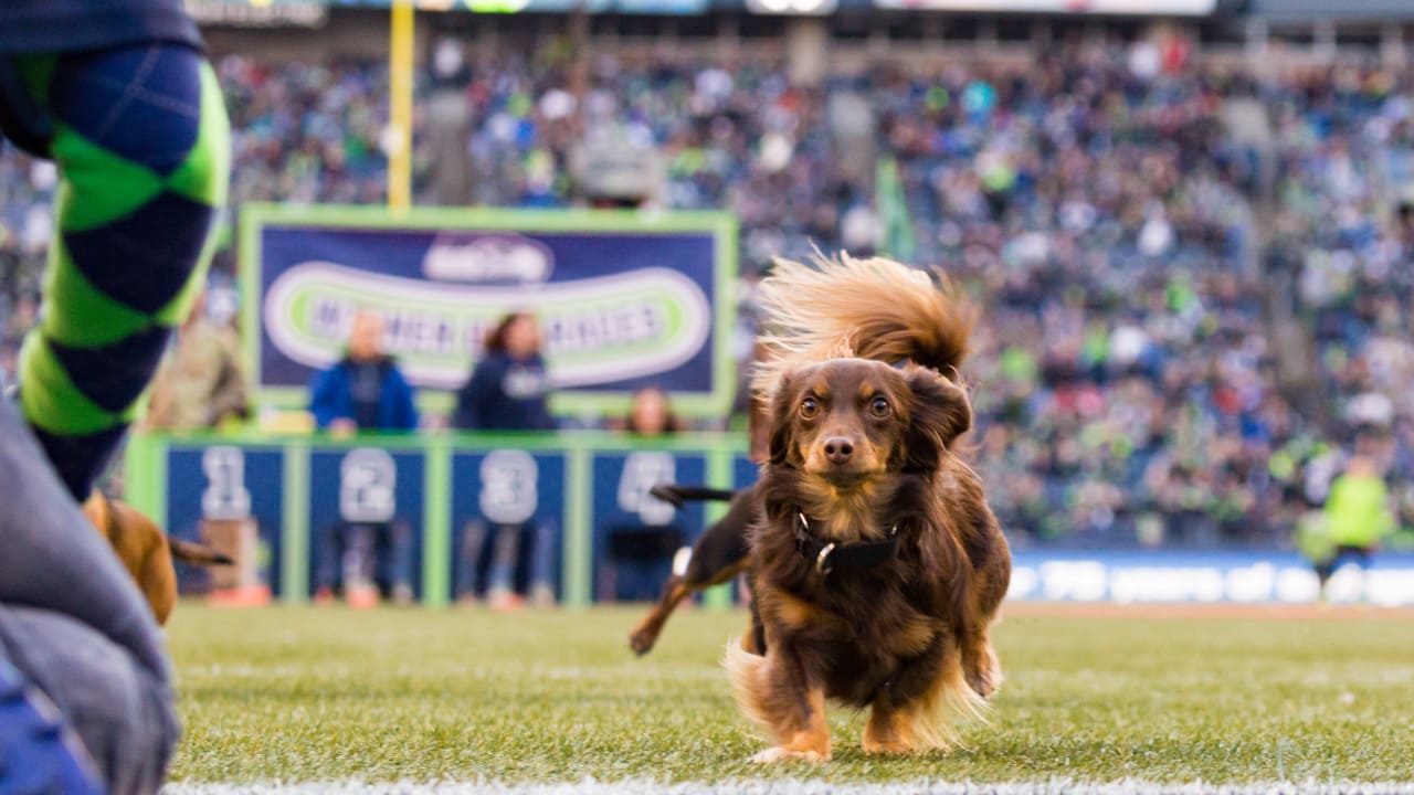 2015 Wiener Dog Races