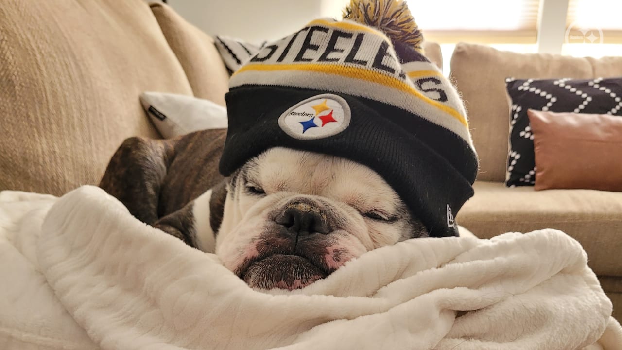 PHOTOS: Steelers Pets - July 14