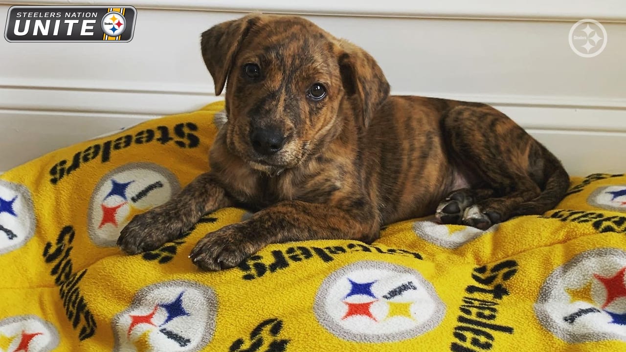 PHOTOS: My Steelers pet – March 13