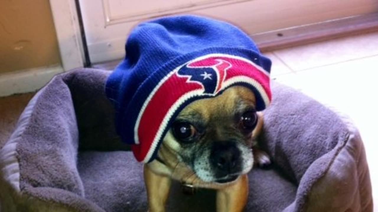 Houston Texans Dogs