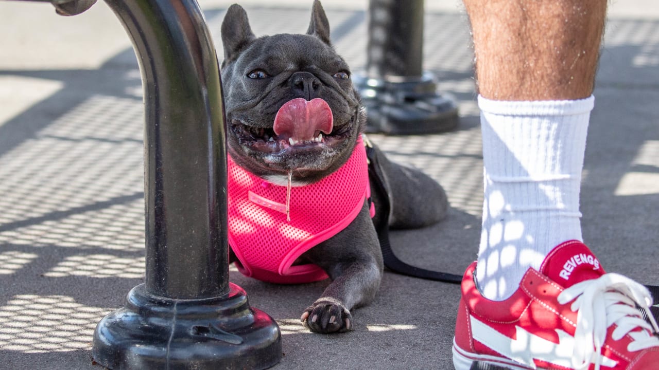 Purple Pups Photos: Eric and Basil Kendricks