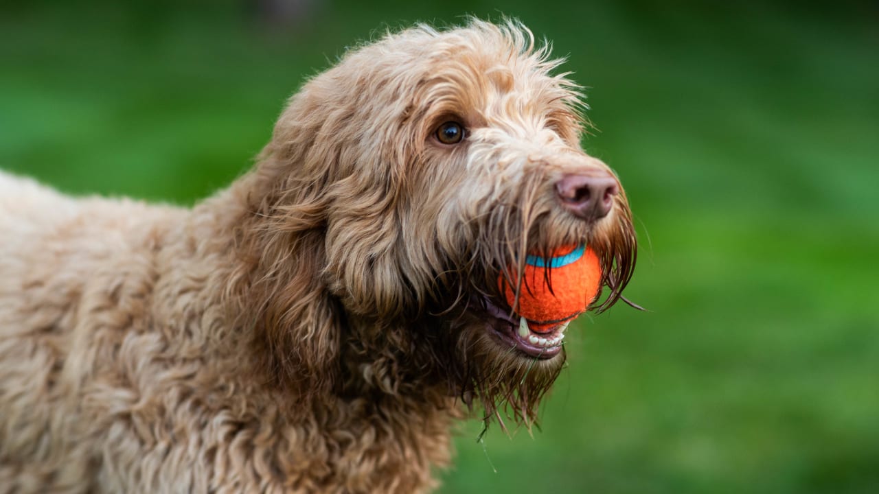 Purple Pups: Kirk Cousins & Abe