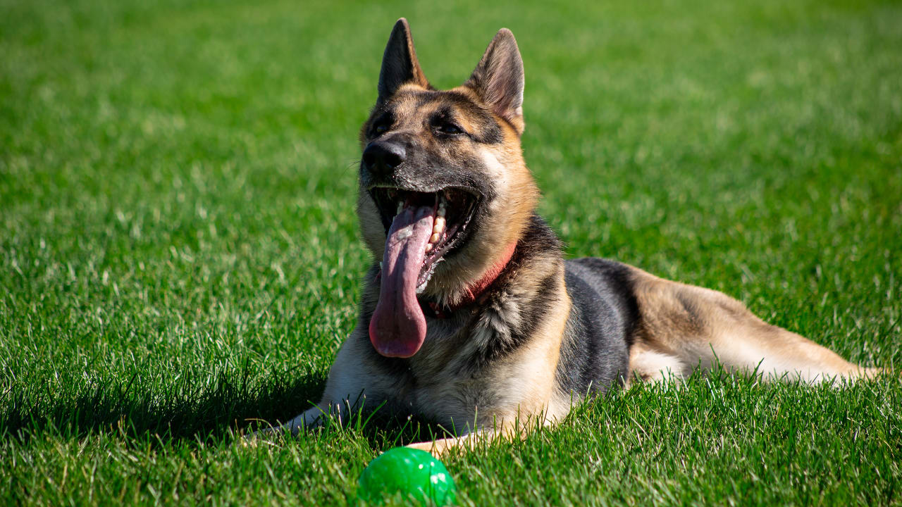 Purple Pups Featuring Justin Jefferson & Apollo