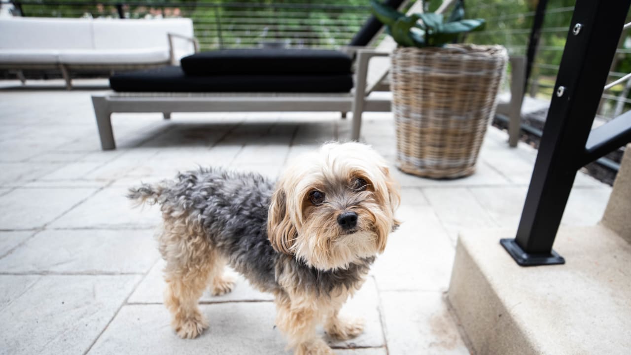 Purple Pups Featuring Jordan Hicks, Precious, Napolean & Blue