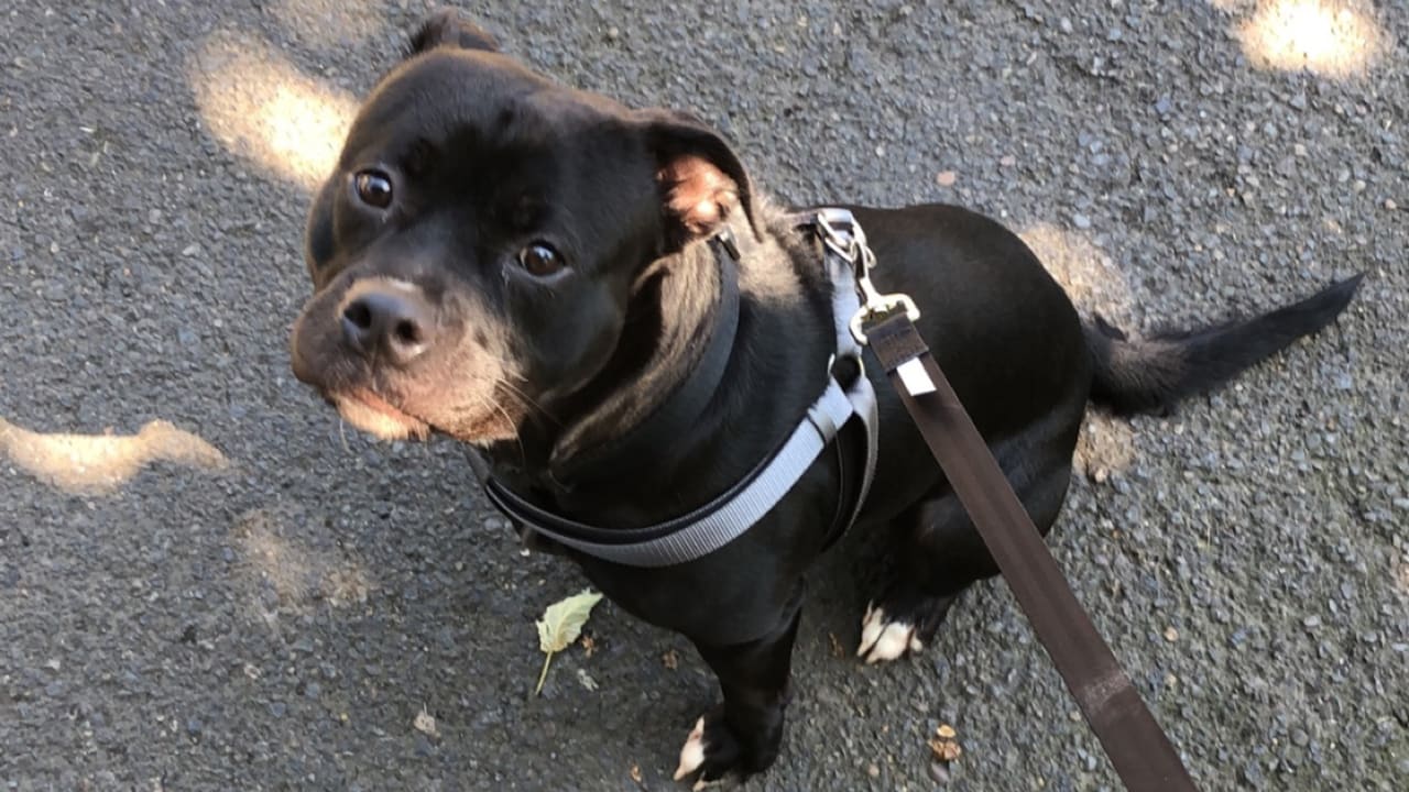 Purple Pups: Prince Dye