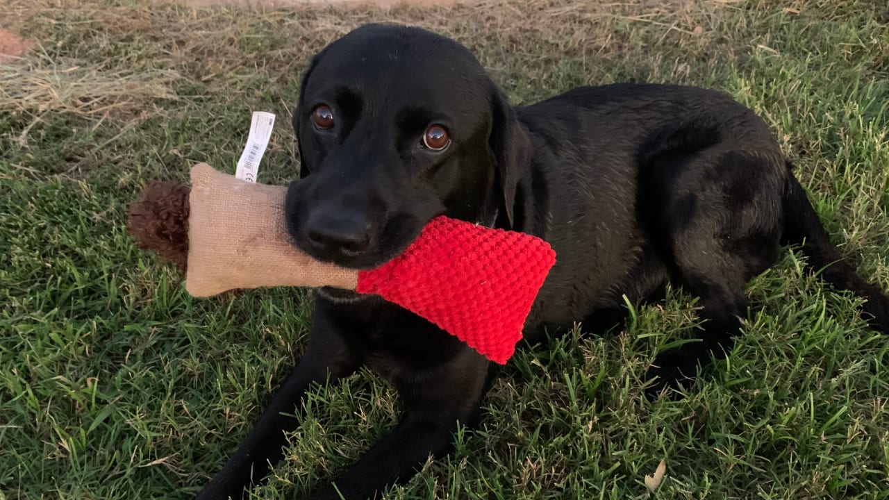 Purple Pups: Brian Robison's Pets