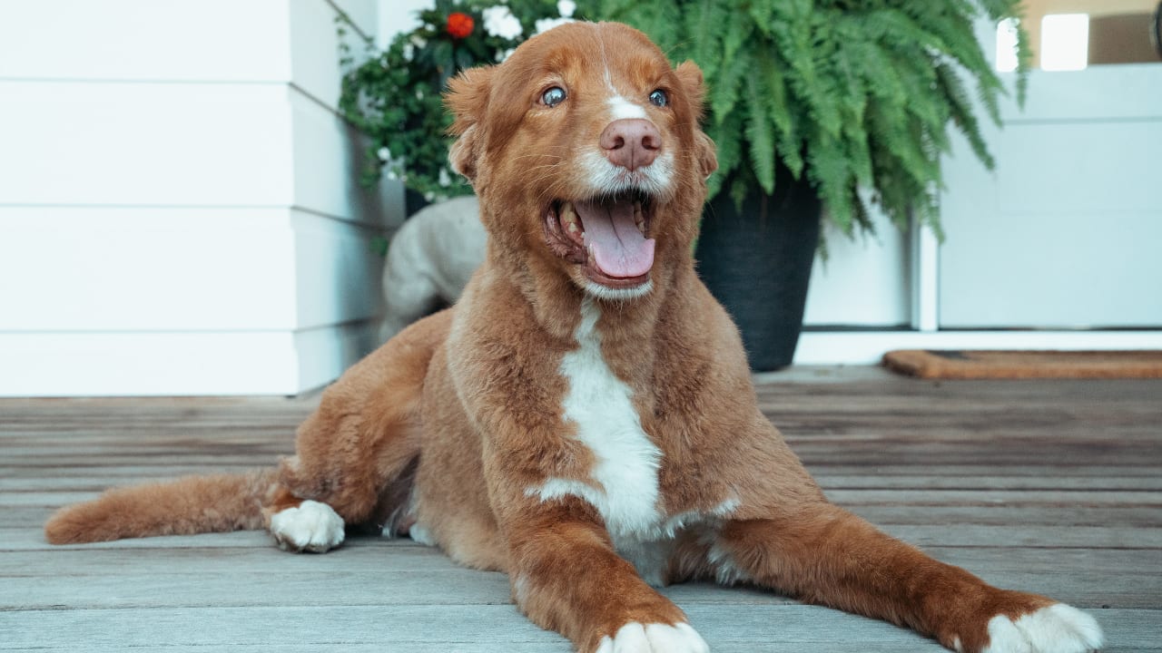 Purple Pups Featuring Chad Greenway and Derby
