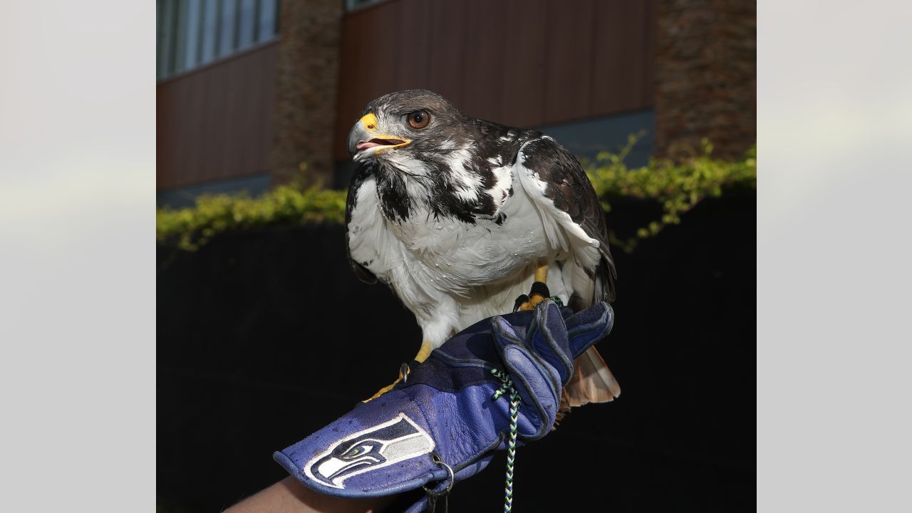 Seahawks Bird Mascot