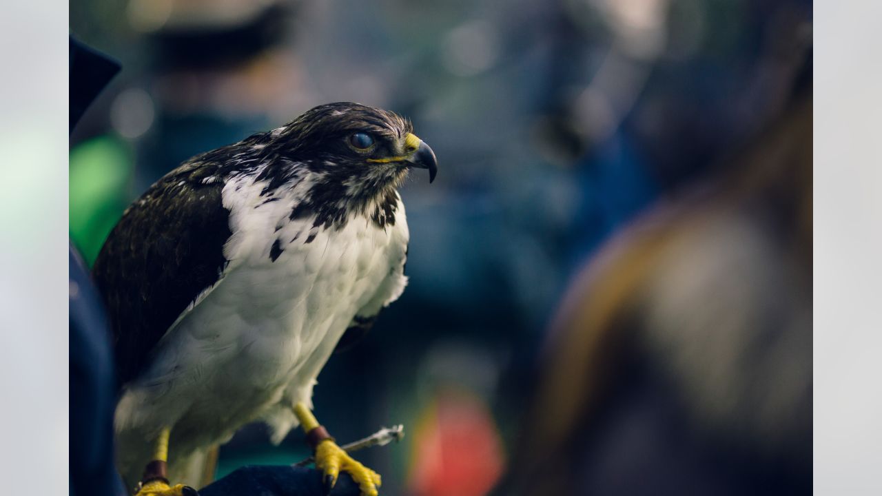 Seahawks Bird Mascot