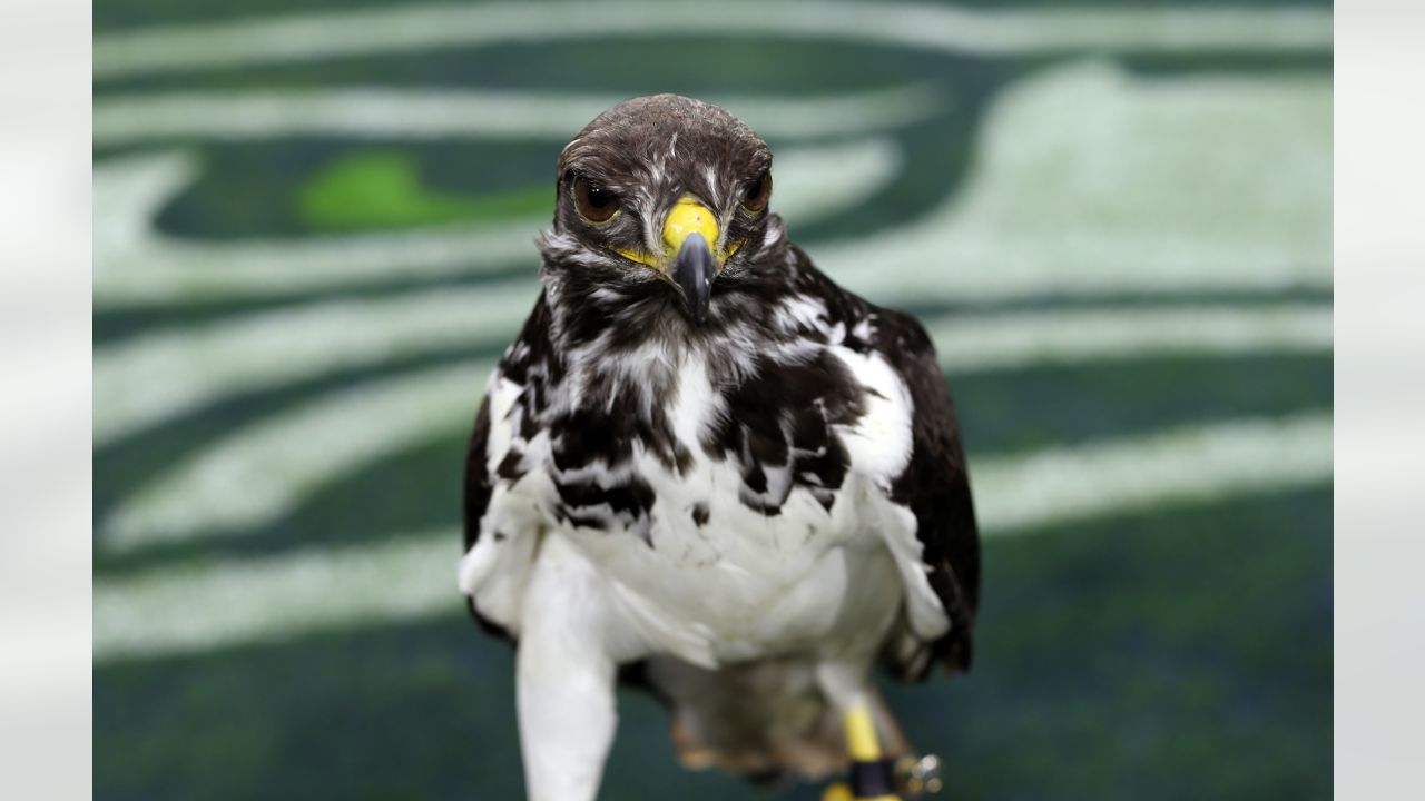 Seahawks Bird Mascot