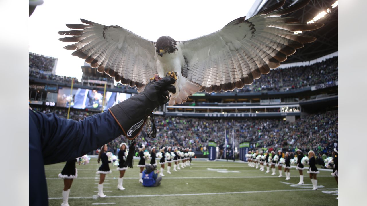 Seahawks Bird Mascot