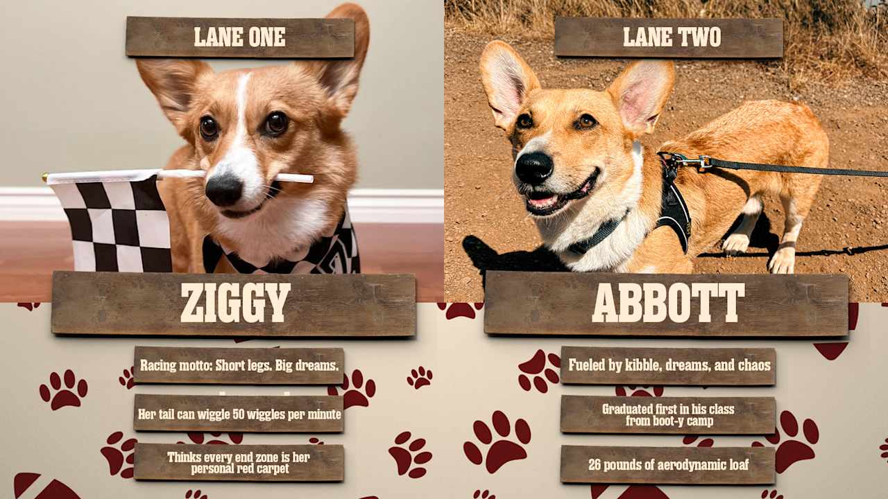 Corgi Cup Delivers Tail-Wagging Fun at Levi's® Stadium in Week 10