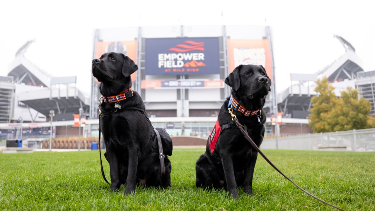 Photos: Meet the Broncos' new team dogs, Bucky and Thunder