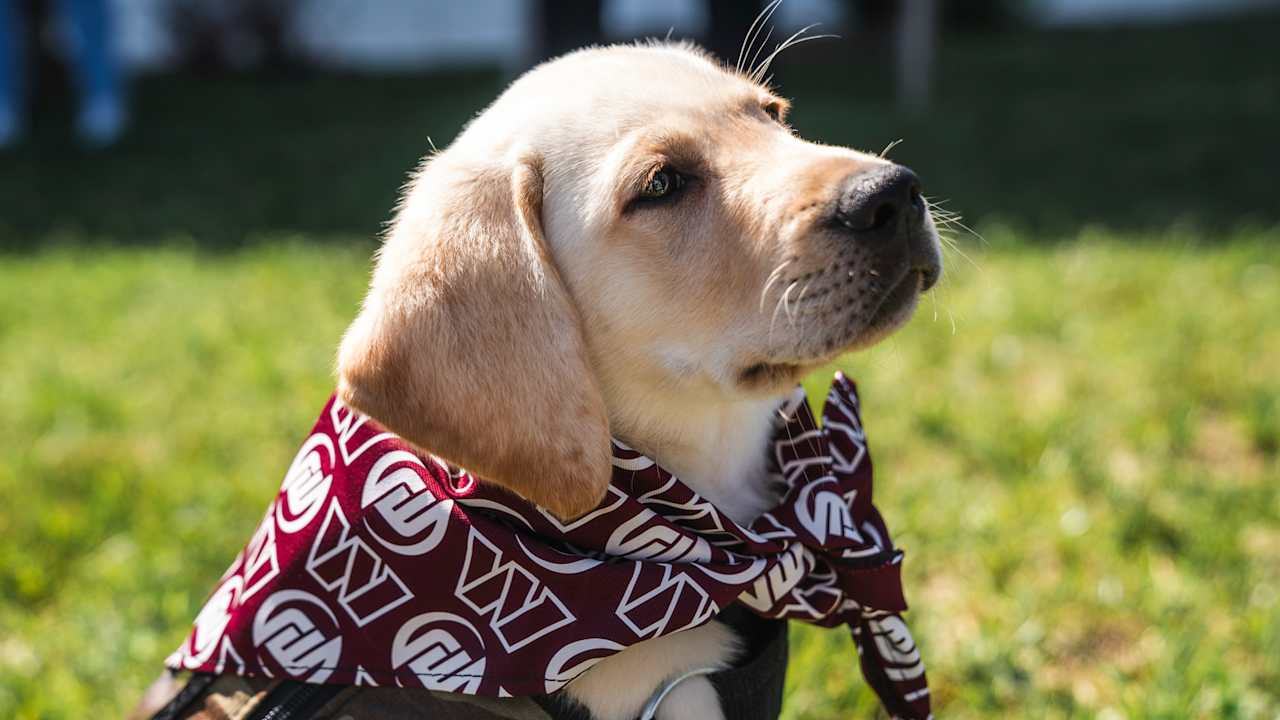 Commanders welcome team dog in partnership with Redwire