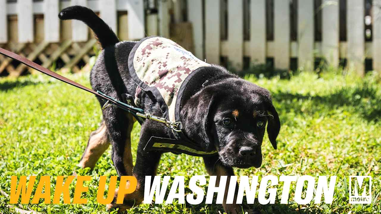 Wake Up Washington | New dog in town