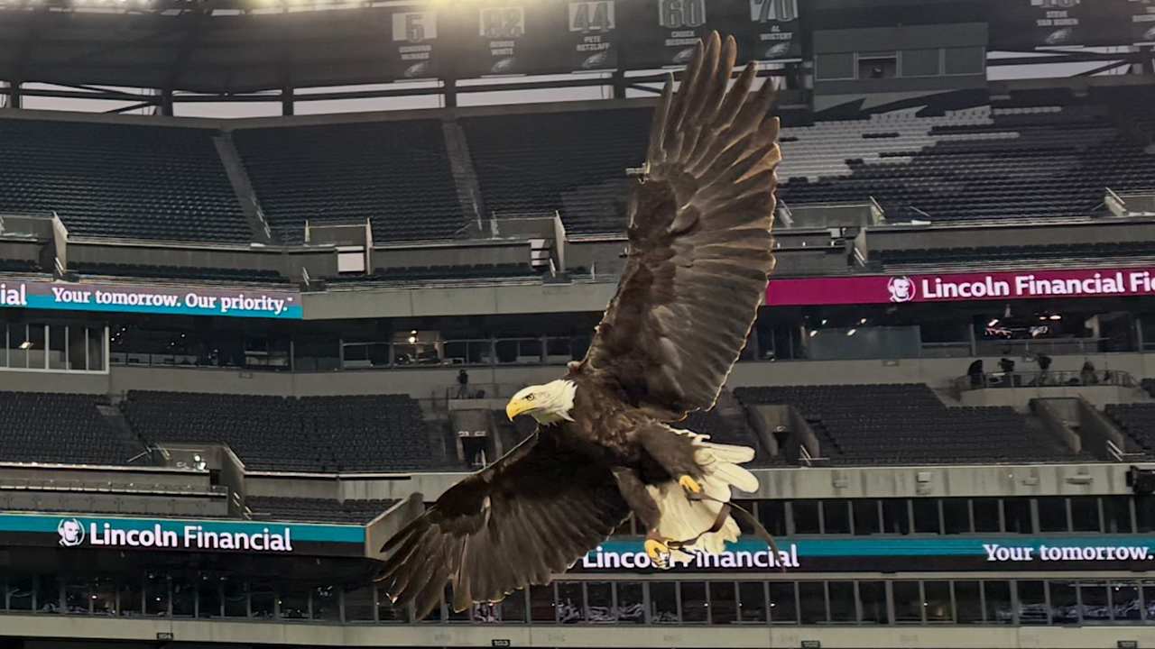 Get to know Lincoln the bald eagle