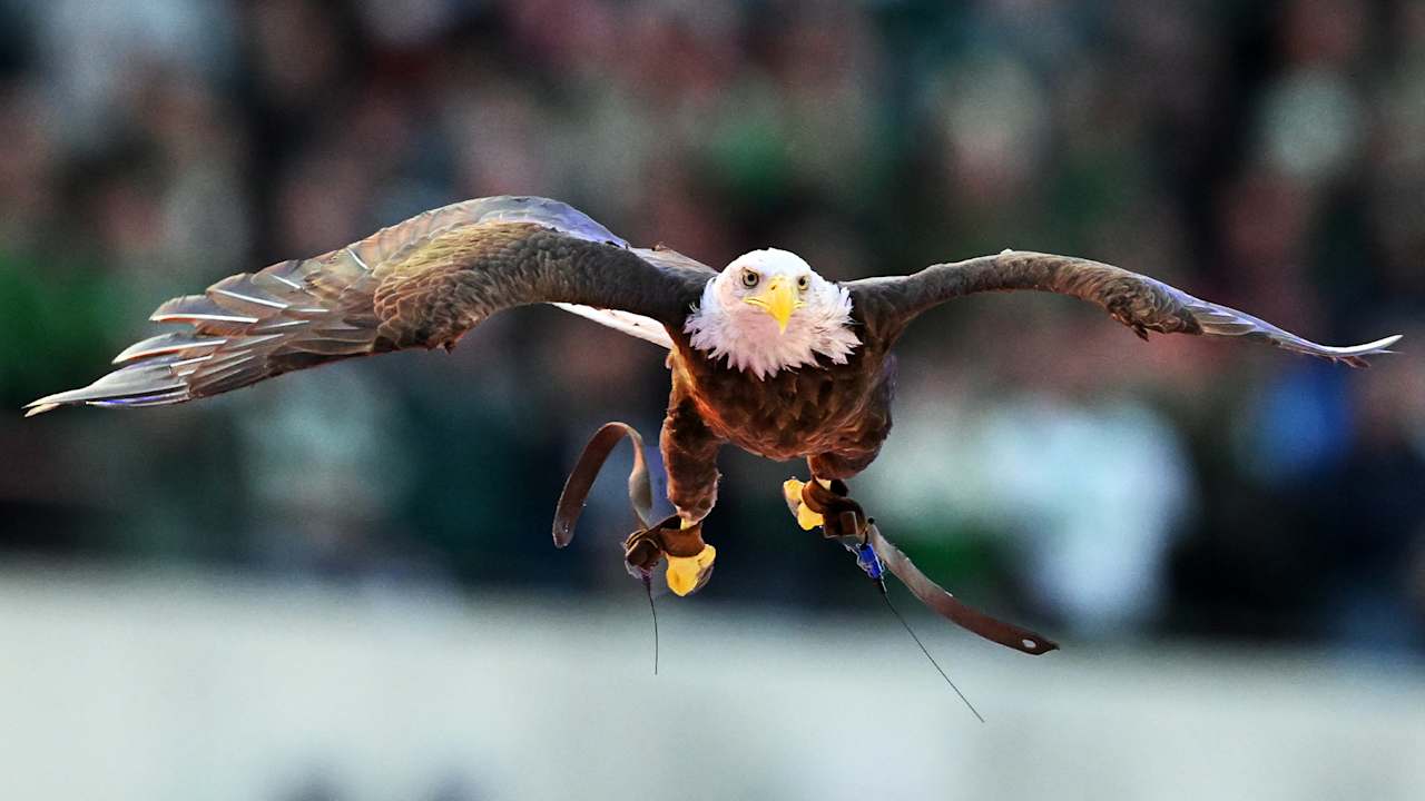 Get to know Lincoln the bald eagle, the performative bird starring in a ...