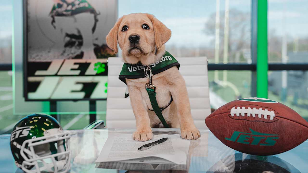 Meet Jet! The New York Jets Future Service Dog
