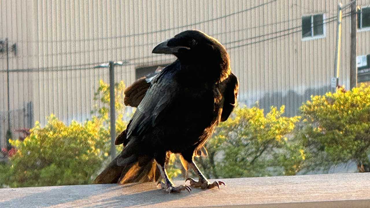 The Rescue of a Real Raven Living at M&T Bank Stadium