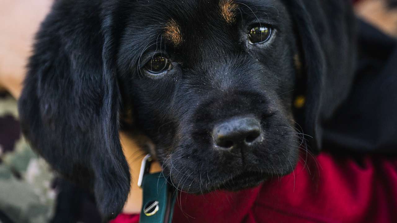 Washington Commanders announce team dog, Barney, in partnership with ...